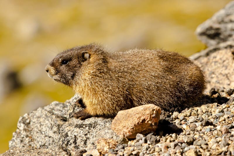 Yellow Bellied Marmot stock photo. Image of mammal, female - 53881968