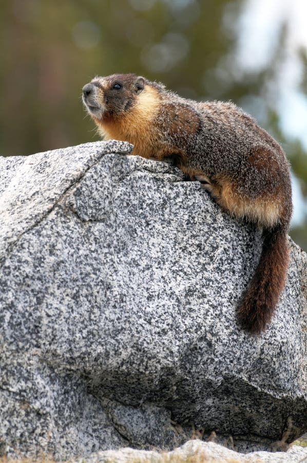 Yellow Bellied Marmot stock photo. Image of mammal, female - 53881968