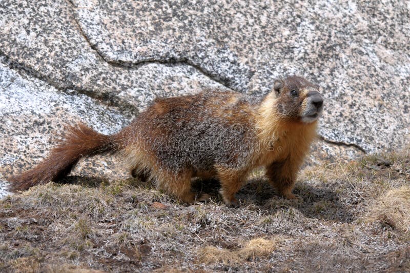 Yellow-bellied marmot stock photo. Image of nation, california - 26538608