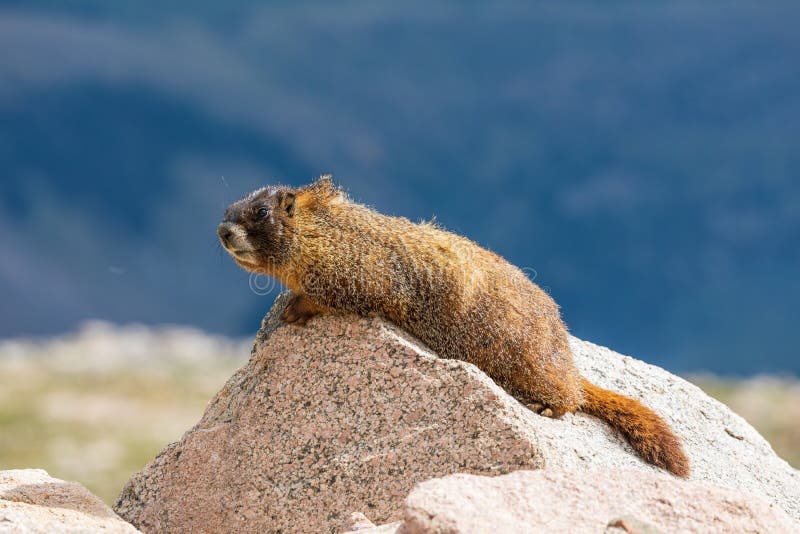 Marmot on a Rock stock photo. Image of tundra, rodent - 10473216