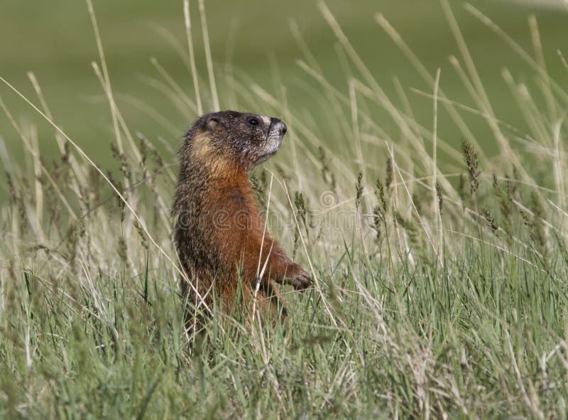 Marmot Standing on Grass in Front of a Rock Stock Photo - Image of ...