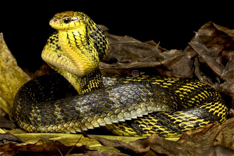 Yellow-bellied Puffing Snake (Pseustes Sulphureus) Stock Image - Image ...