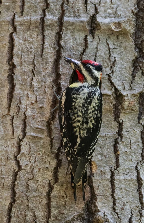 Male Yellow-Bellied Sapsucker with Insect Stock Image - Image of ...