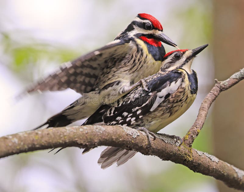 Yellow-bellied Sapsucker Coupling on a Tree Branch in the Forest Stock ...