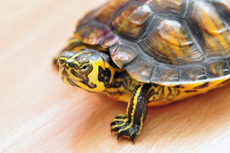 Yellow-bellied slider stock image. Image of bellied, swamp - 15605685