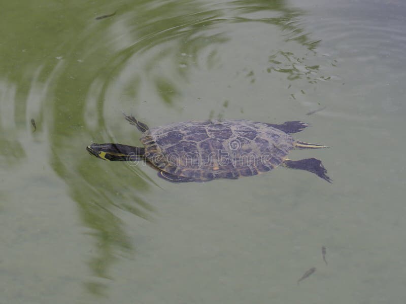 Yellow-bellied Slider, Trachemys Scripta Scripta Stock Photo - Image of ...