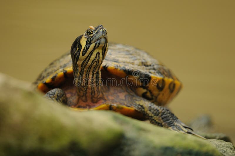 Yellow-Bellied Slider (Trachemys Scripta Scripta) Stock Photo - Image ...