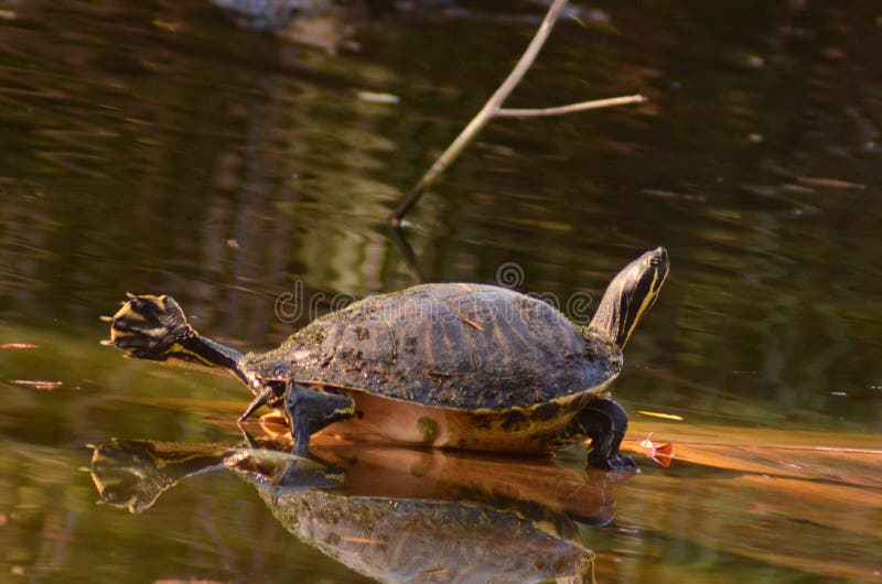 Yellow-bellied Slider, Trachemys Scripta Scripta Walking on a Shallow ...