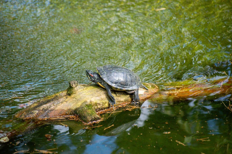 Yellow-bellied Slider Turtle Basks in the Sun Stock Photo - Image of ...