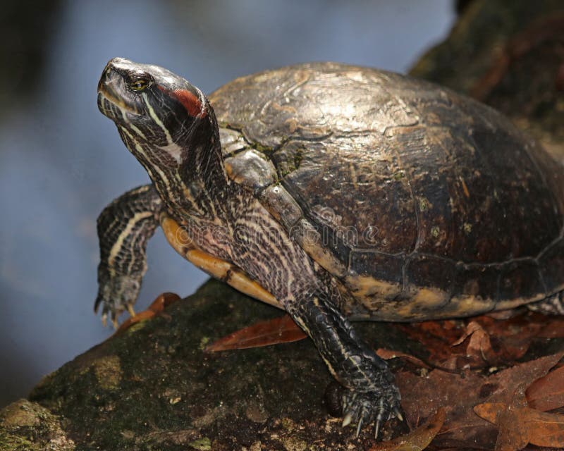 445 Yellow Bellied Slider Turtle Stock Photos - Free & Royalty-Free ...