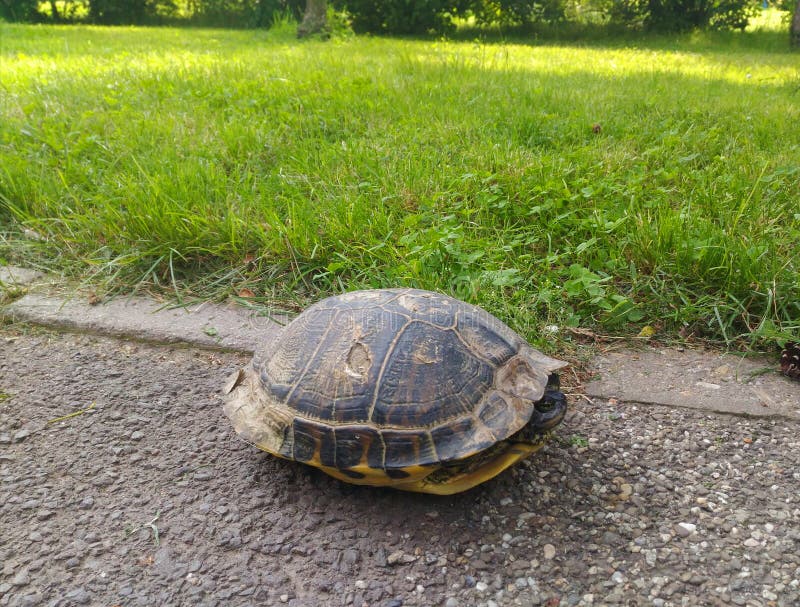 Yellow-bellied Slider Turtle Hiding in Its Shell Stock Photo - Image of ...
