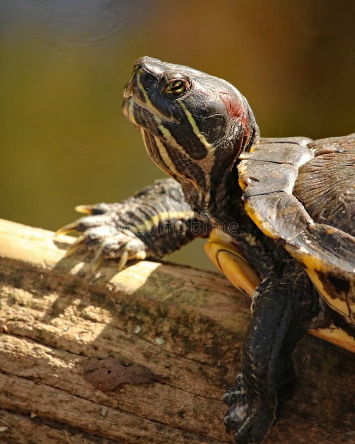 442 Yellow Bellied Slider Turtle Stock Photos - Free & Royalty-Free ...
