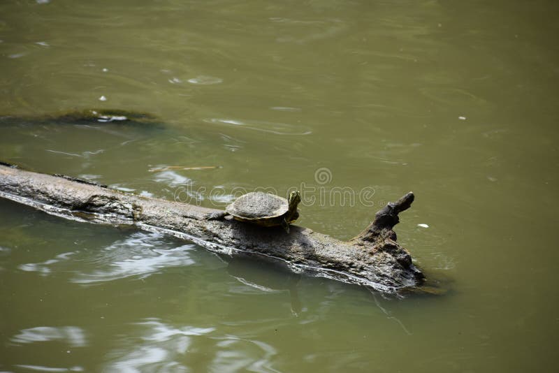 Two turtles on a log stock photo. Image of looking, water - 100674202