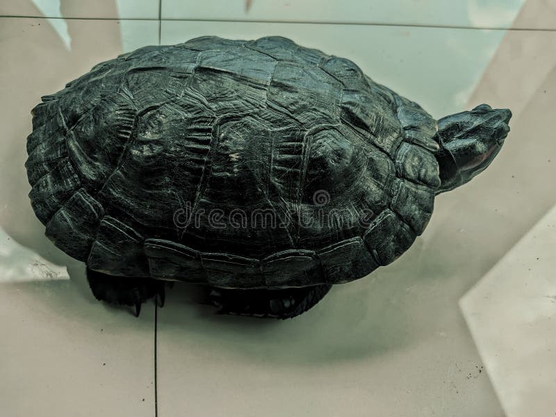 Yellow-bellied Slider Turtle, Trachemys Scripta Scripta 4 Stock Image ...