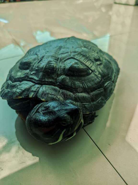 Yellow-bellied Slider Turtle, Trachemys Scripta Scripta 1 Stock Image ...
