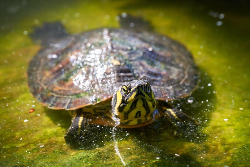Yellow-bellied Slider Turtle Trachemys Scripta Scripta Stock Photo ...