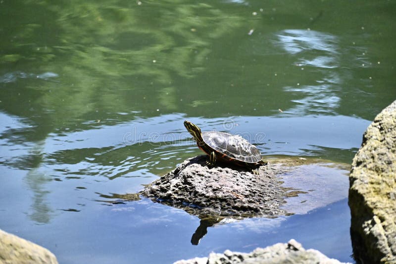 Yellow Bellied Slider Turtle, Trachemys Scripta Scripta. Juvenile 3 ...