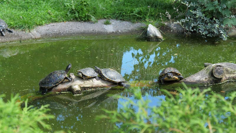 Yellow Bellied Slider Turtles in a Pond Stock Video - Video of turtles ...