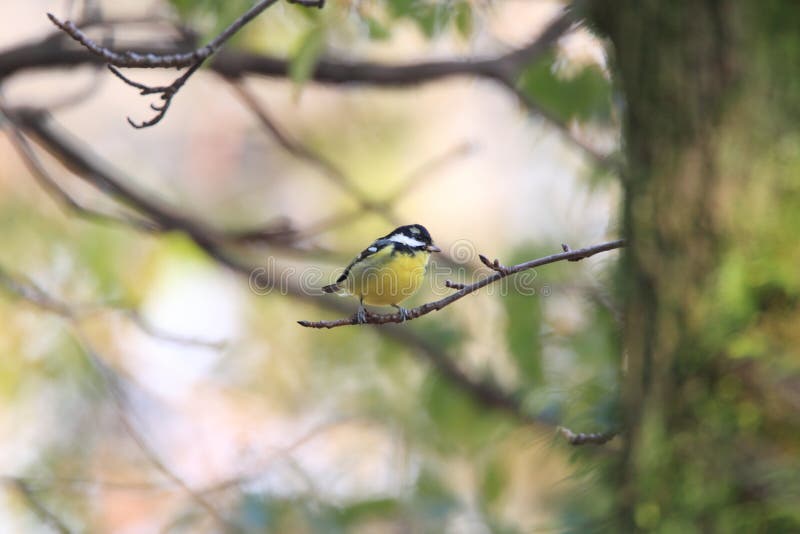 Yellow-bellied Tit stock photo. Image of birds, asian - 38369304