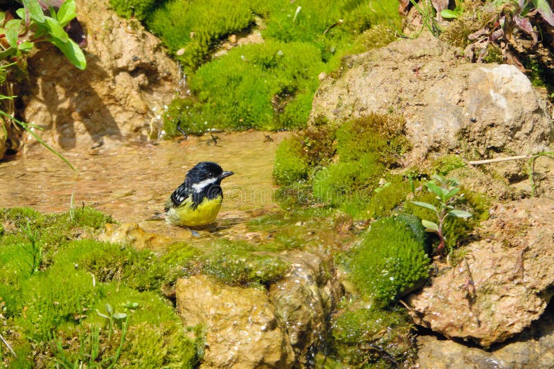 Yellow-bellied Tit stock image. Image of life, bellied - 249291887