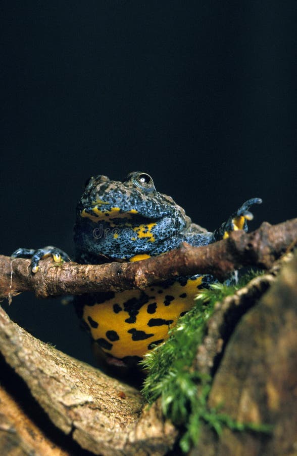 YELLOW BELLIED TOAD Bombina Variegata Stock Photo - Image of wildlife ...