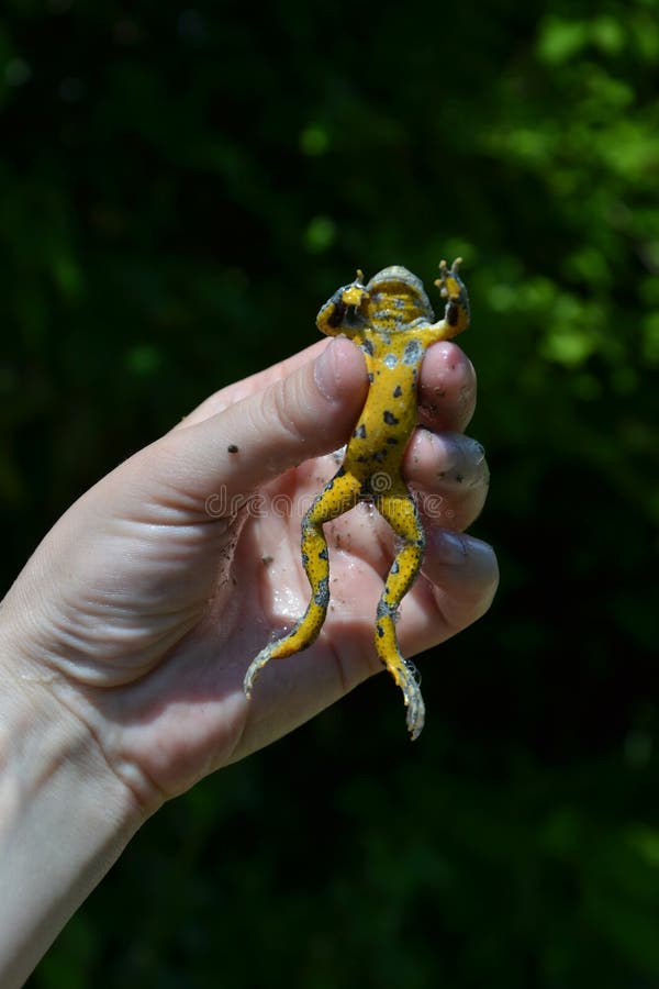 Yellow-Bellied Toad Bombina Variegata Stock Photo - Image of shadow ...