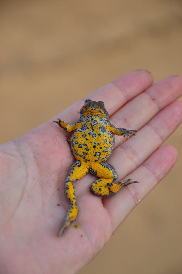 Yellow-Bellied Toad Bombina Variegata Stock Photo - Image of stone ...