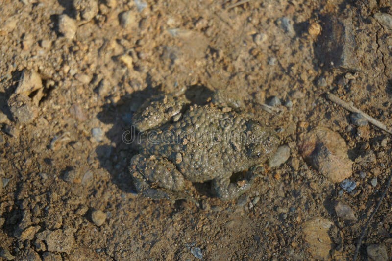 Yellow Bellied Toad in Dirt and Sand Stock Image - Image of bellied ...