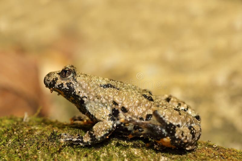 Yellow Bellied Toad, Full Length Stock Photo - Image of nature, fauna ...