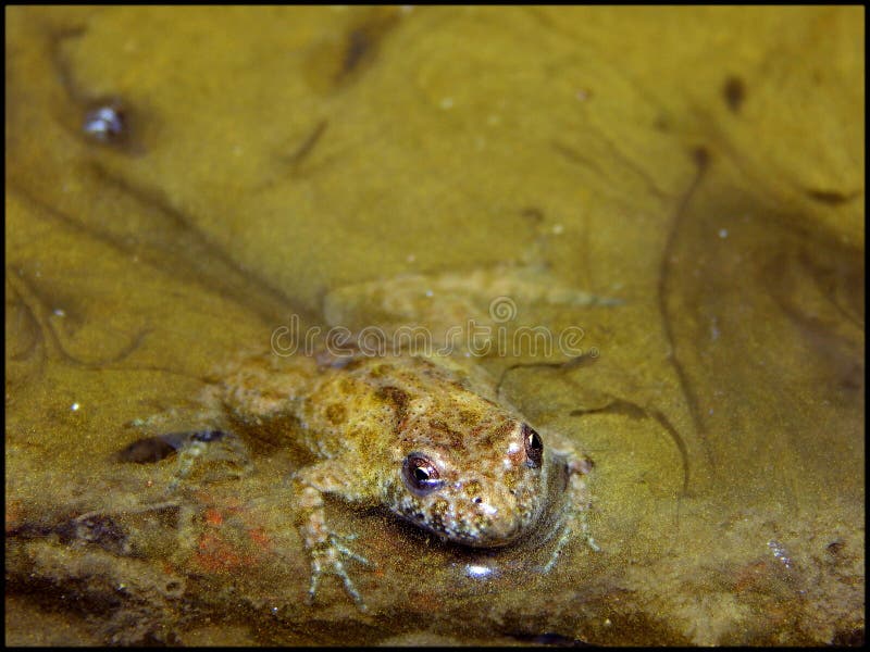 Yellow-bellied toad stock photo. Image of variegata, muddy - 90987668