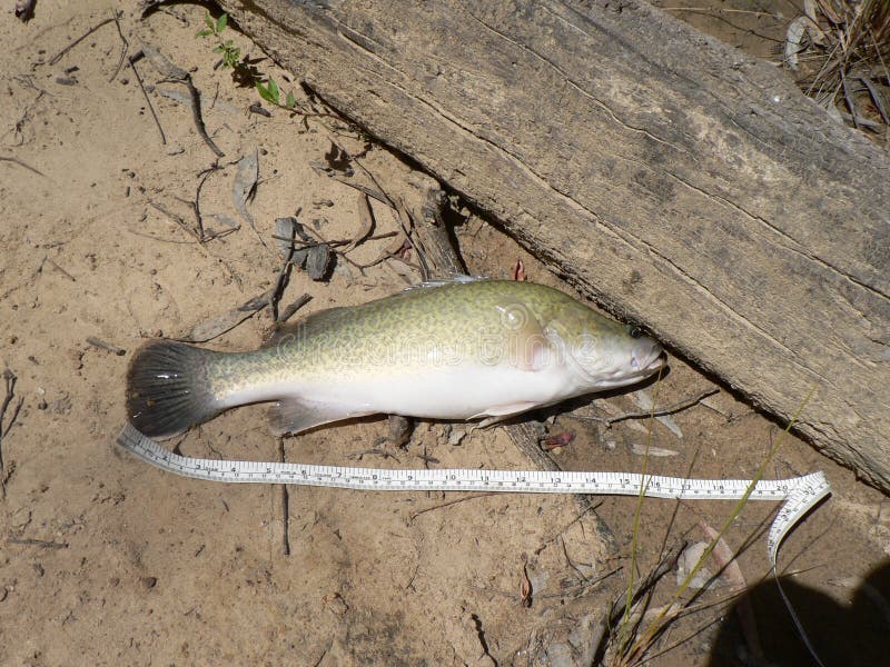 404 Yellow Belly Fish Stock Photos - Free & Royalty-Free Stock Photos ...