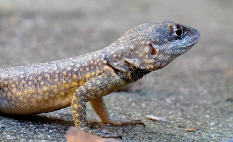 Yellow belly gecko resting stock photo. Image of lizard - 79039290