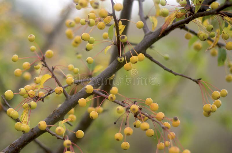 Yellow berries stock photo. Image of decorating, leaf - 59673148