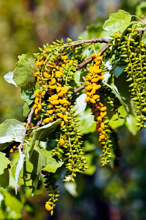 Yellow Berries on the Green Branch Stock Image - Image of natural ...