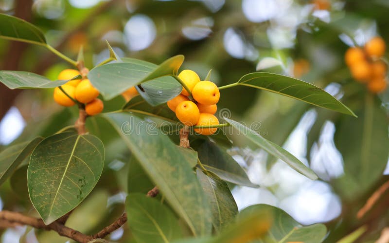 Yellow berries on a tree stock photo. Image of travel - 179961838