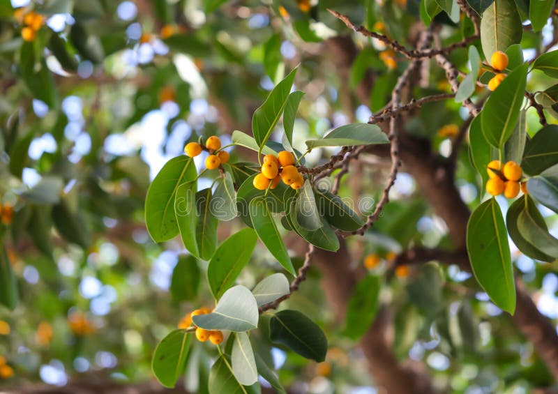 Yellow berries on a tree stock photo. Image of tropical - 177294426