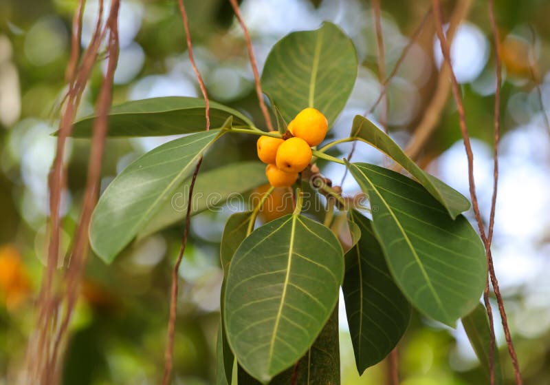 Yellow berries on a tree stock image. Image of outdoors - 178436355