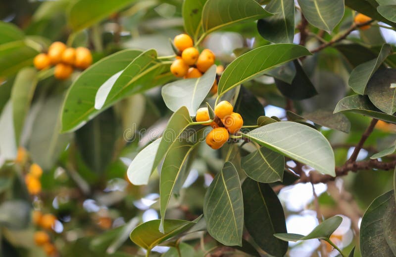 Yellow berries on a tree stock image. Image of ripe - 176347525