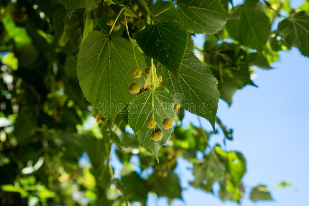 Yellow Berry Tree in a Park Stock Image - Image of bright, fruit: 97406235