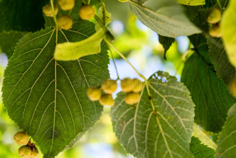 Yellow Berry Tree in a Park Stock Photo - Image of beautiful, closeup ...