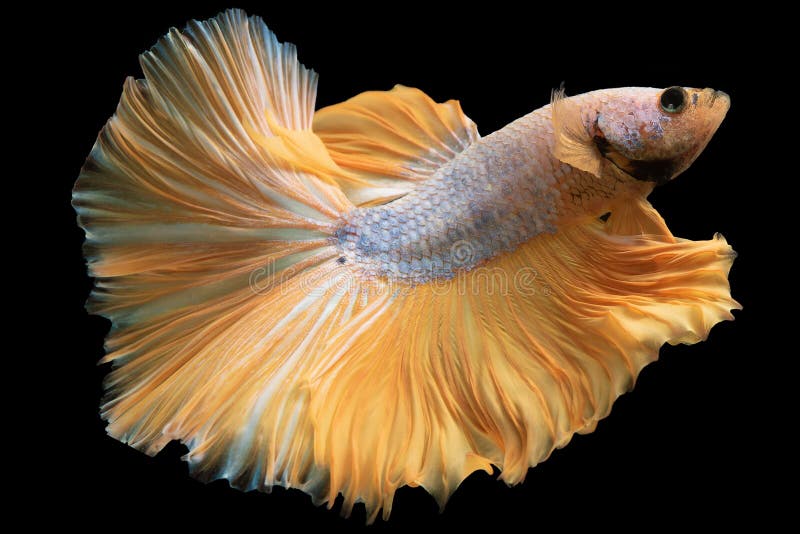 The Yellow Betta Fish on the Black Background Creates a Captivating and ...