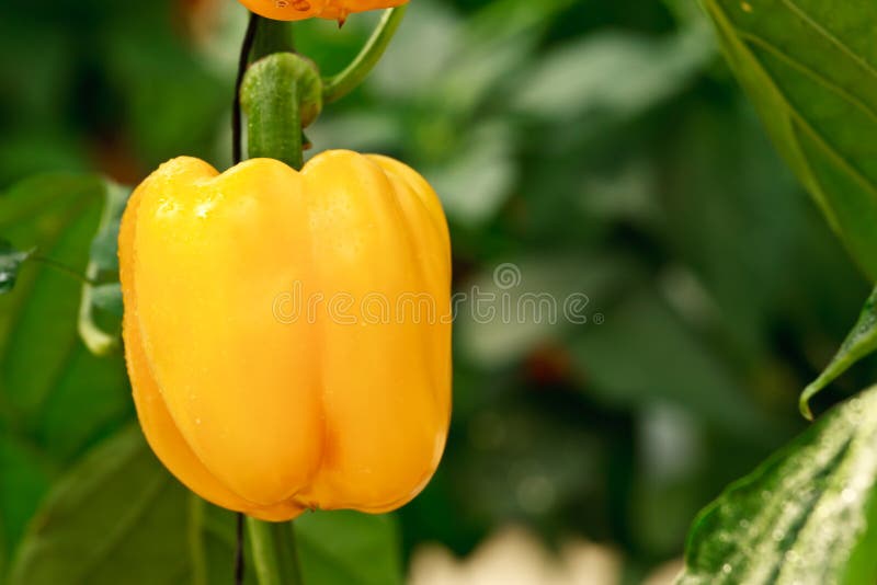 Yellow big chilli stock image. Image of flow, capsicum - 23853167