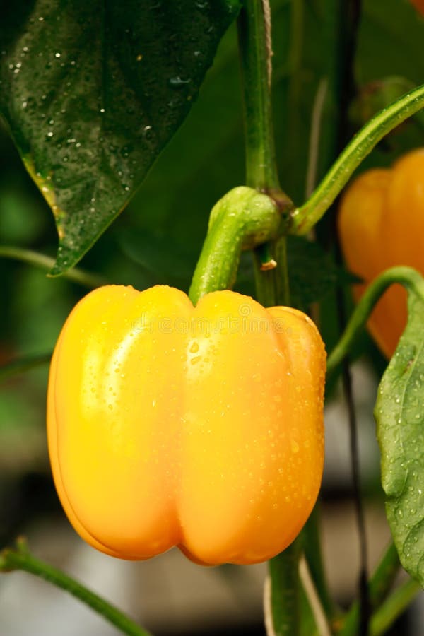 Yellow big chilli stock image. Image of farm, farmland - 23853177