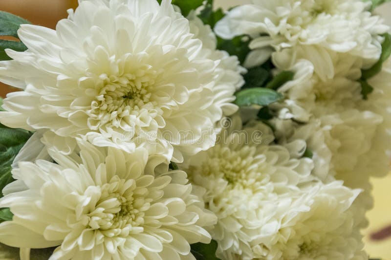 Yellow Big Chrysanthemum in the Bouquet. Petals Stock Photo - Image of ...
