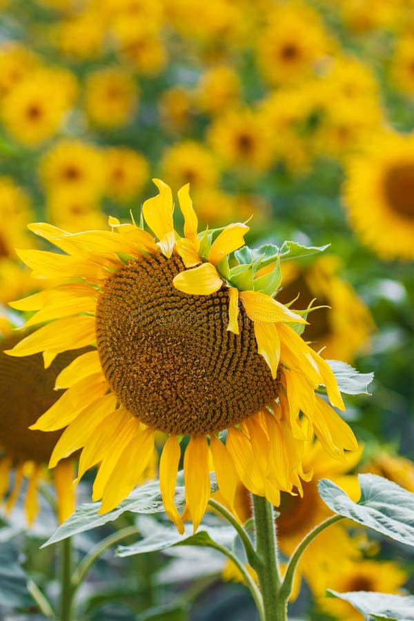 Yellow Big Sunflower Flowers As Background Stock Image - Image of ...