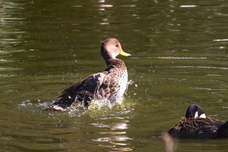 Yellow-billed or Brown Pintail Which Cleans Feathers Stock Photo ...