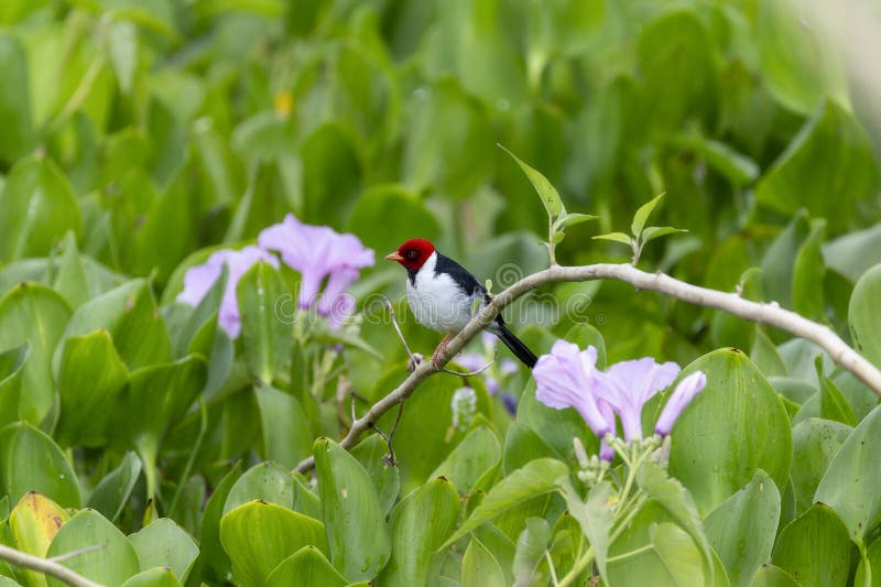 Yellow-billed Cardinal (Paroaria Capitata) in Brazil Stock Image ...