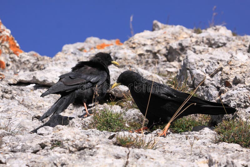 Yellow-billed choughs stock image. Image of billed, chough - 49365727