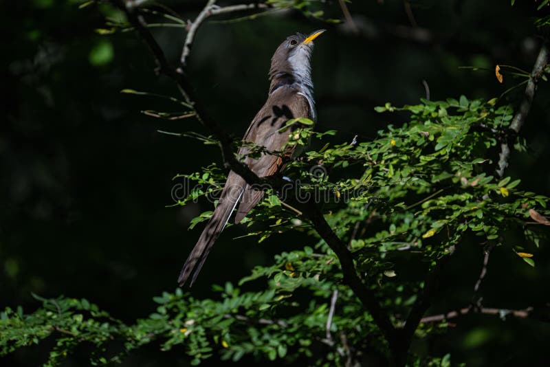 Yellow-billed Cuckoo (Coccyzus Americanus) on a Tree Stock Photo ...