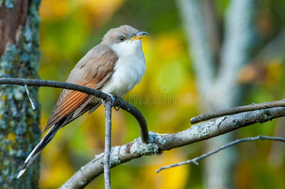 Yellow-billed Cuckoo stock image. Image of autumn, color - 48459277